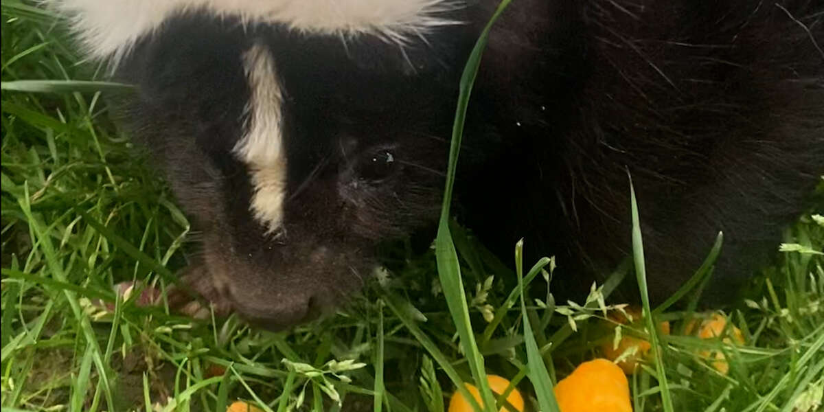 Orphaned Skunk Follows Woman Home - Videos - The Dodo