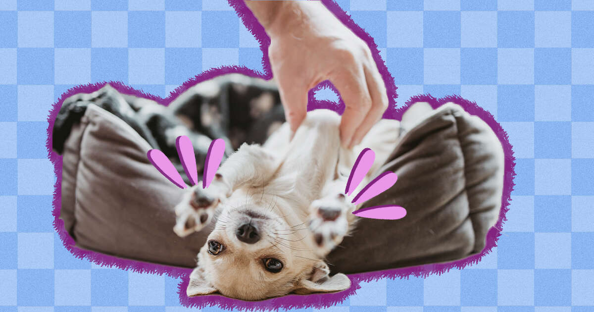 Do Dogs Like Scratch Reflex