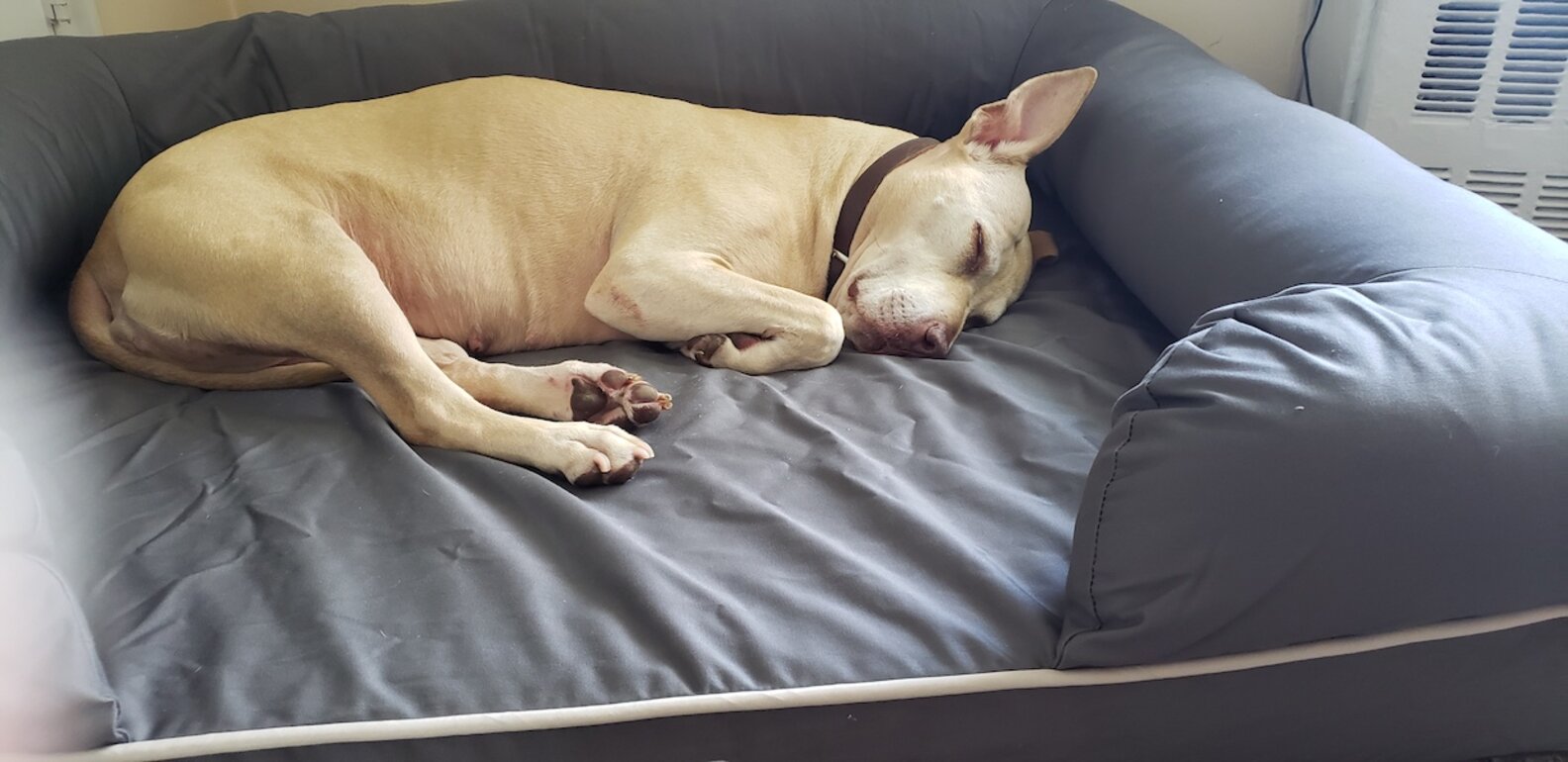 PetFusion Ultimate Dog Bed: Reviews - Paw of Approval - The Dodo