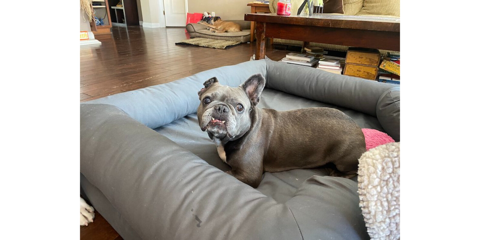 PetFusion Ultimate Dog Bed: Reviews - Paw of Approval - The Dodo