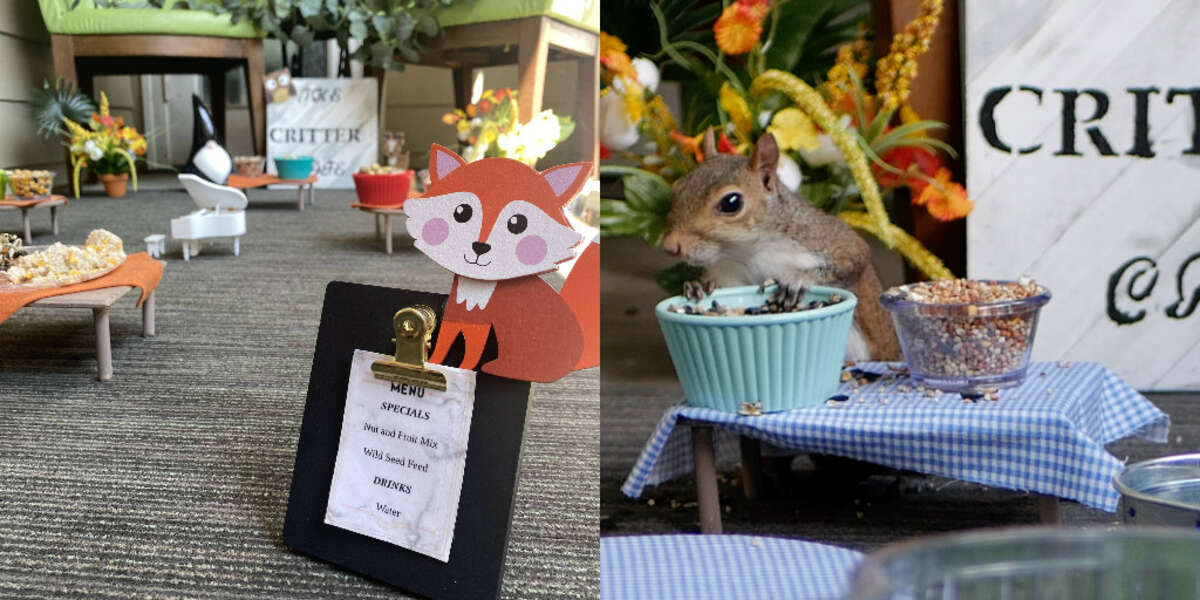 Couple Opens Tiny Cafe For All Their Backyard Animals - The Dodo