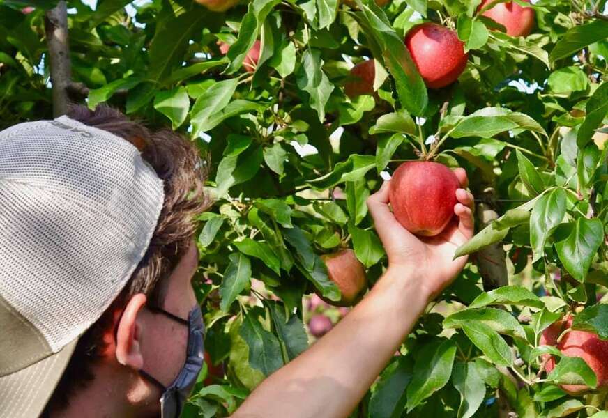 Harvest Moon Farm and Orchard: North Salem, NY - Thrillist