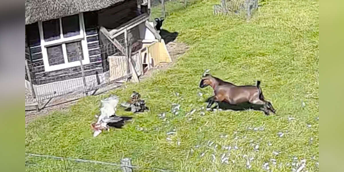 Goat And Rooster Save The Day When Their Friend Is Attacked By A Hawk ...
