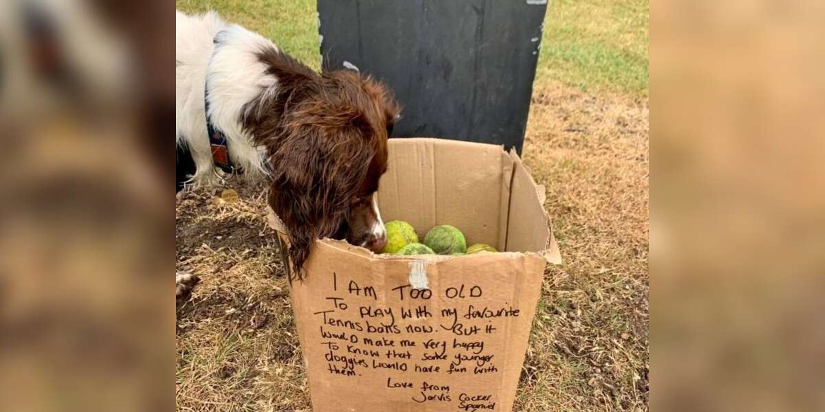 Dog Walker Finds A Mysterious Box With A Heartwarming Message On It ...