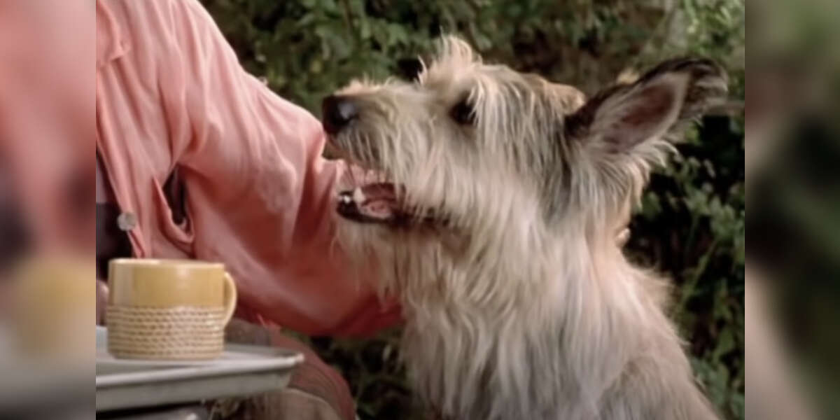 11 Best Dog Movies For Kids, From ‘Lady And The Tramp’ to ‘Homeward ...