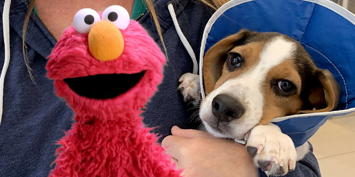 Elmo Helps Find A Rescue Puppy The Perfect Forever Family With Dodo ...