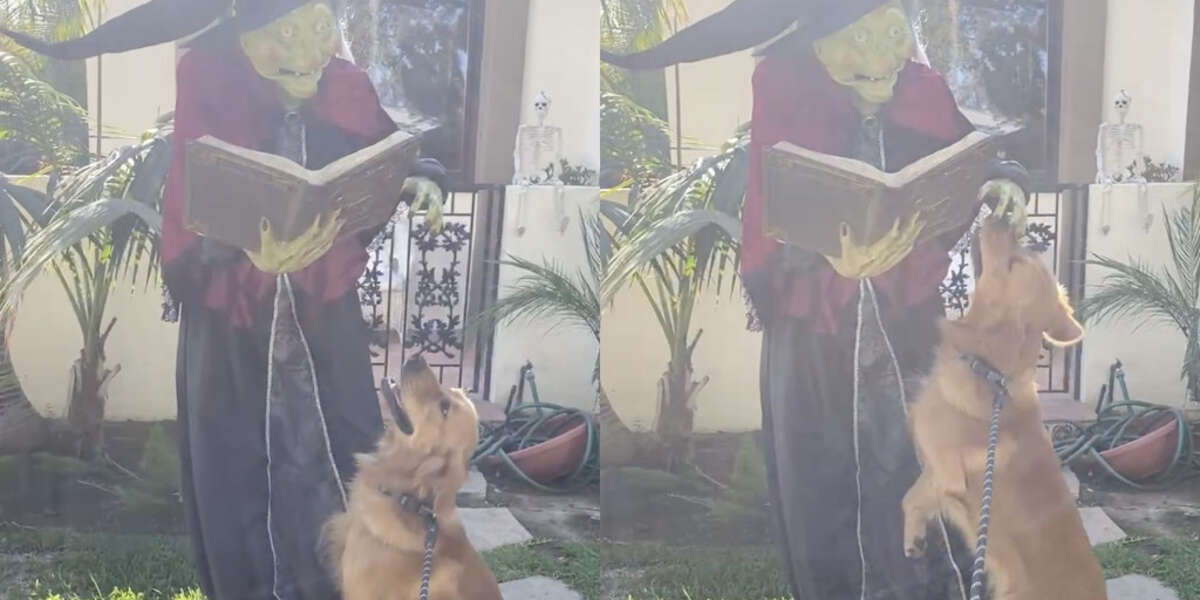 Dog Is Desperate To Get Halloween Witch To Pet Him - The Dodo