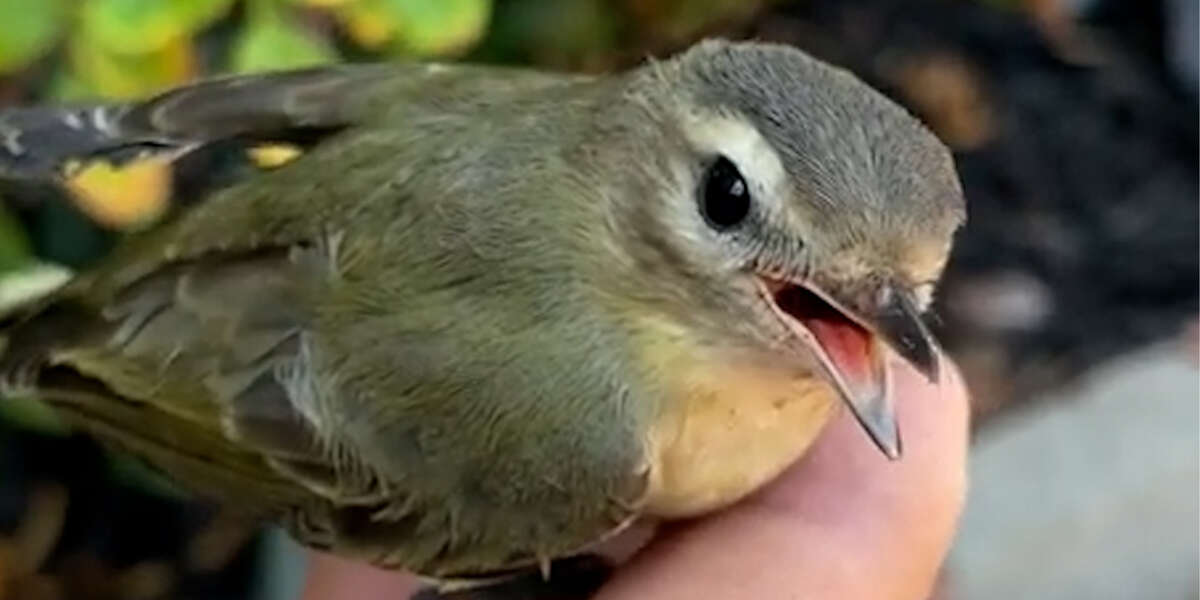 Guy Helps A Bird Who Crashed Into His Window - Videos - The Dodo