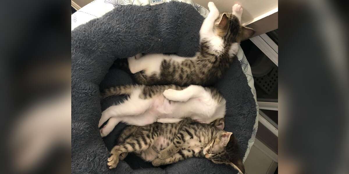 Foster Kitten Creates Creepiest Optical Illusion The Dodo