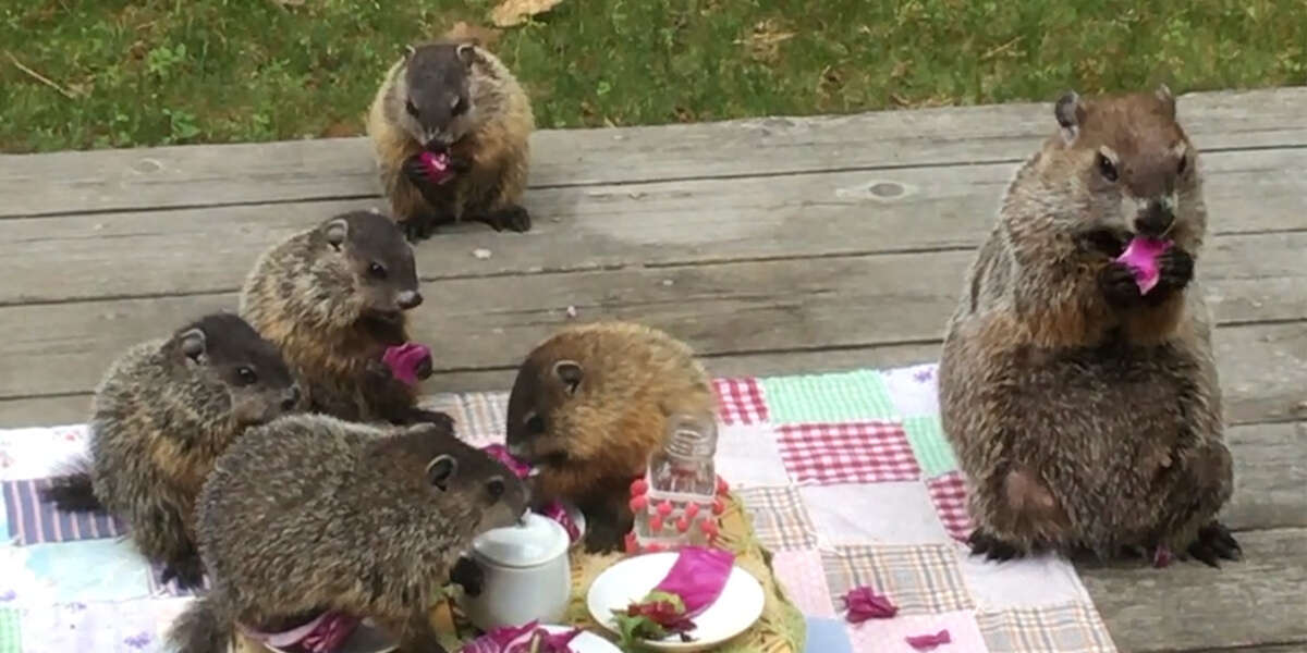 Groundhog Mom Brings Her 5 Babies To This Woman's Yard - Videos - The Dodo