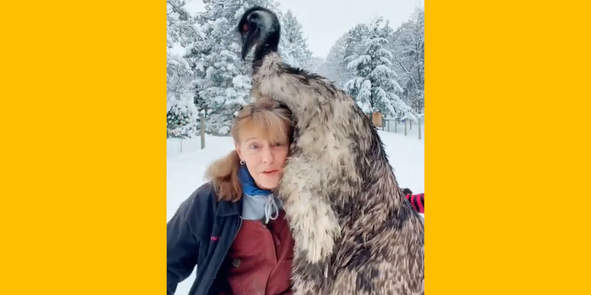 Emu Is Big Trouble — But Mom Loves Him Anyway - Videos - The Dodo