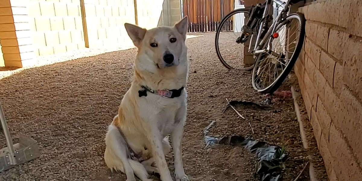 Shy Foster Dog Is Too Scared To Go Inside The House - Videos - The Dodo