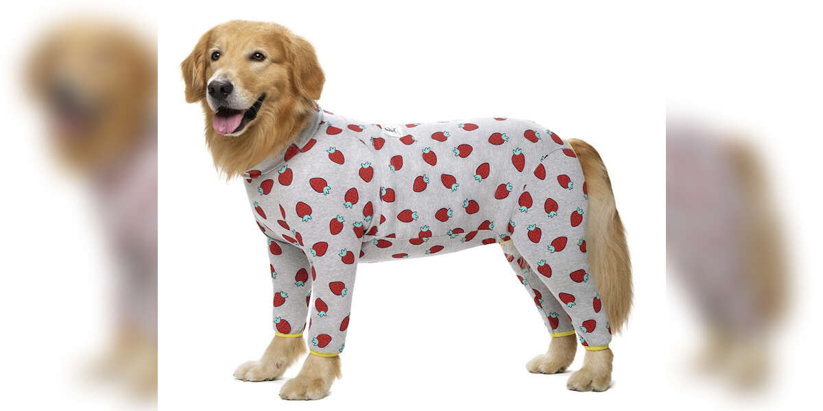 10 Best Dog Pajamas On Amazon - DodoWell - The Dodo