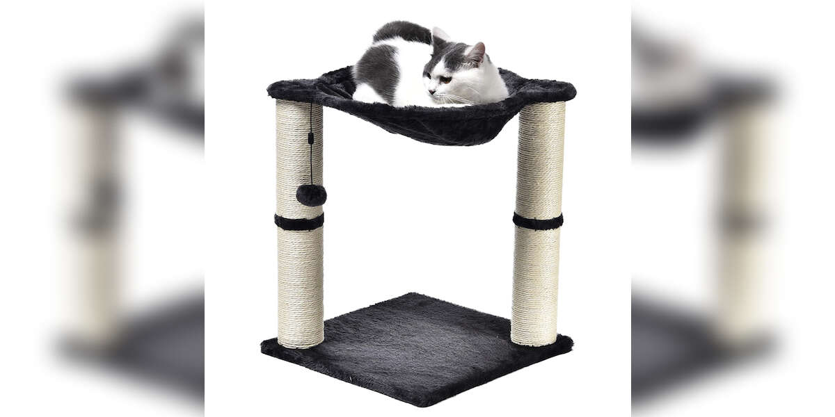 10 Best Items For Cats From Amazon Basics - DodoWell - The Dodo