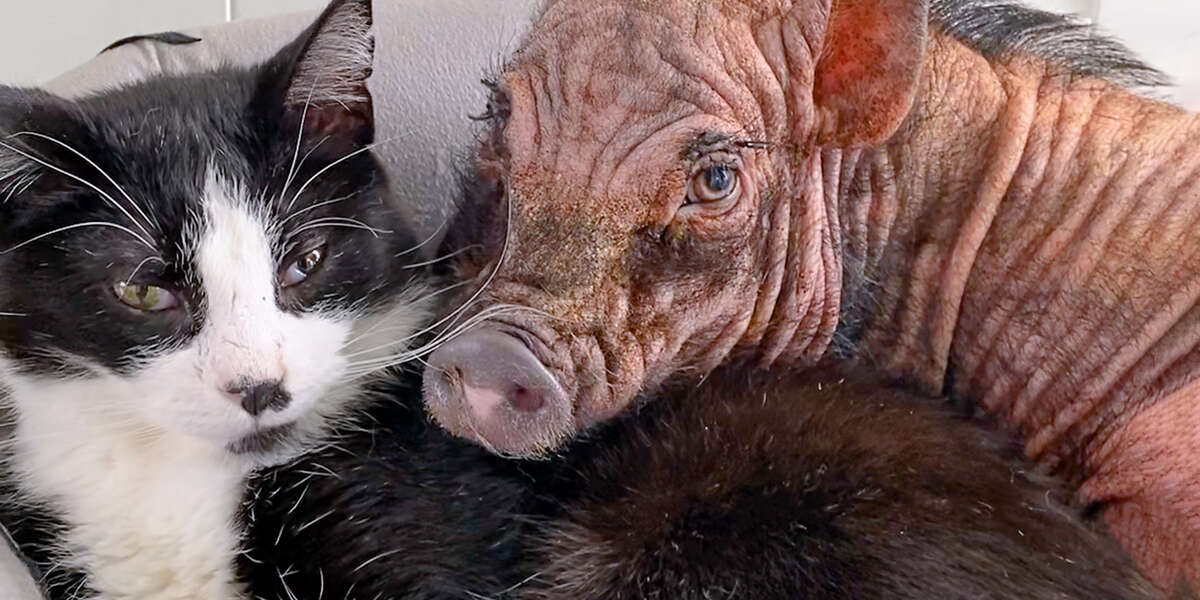 Sick Little Piglet Has The Most Amazing Transformation And Runs His ...