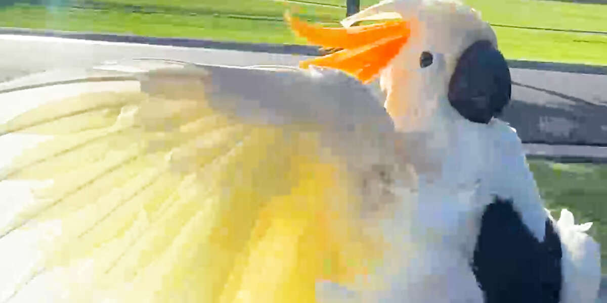 Parrot Loves To 'Surf' On His Dad's Car Window - Videos - The Dodo