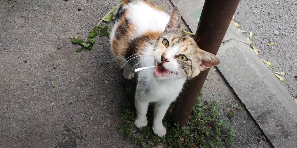 Stray Mama Cat Walks Up To Stranger Asking For Help Videos The Dodo
