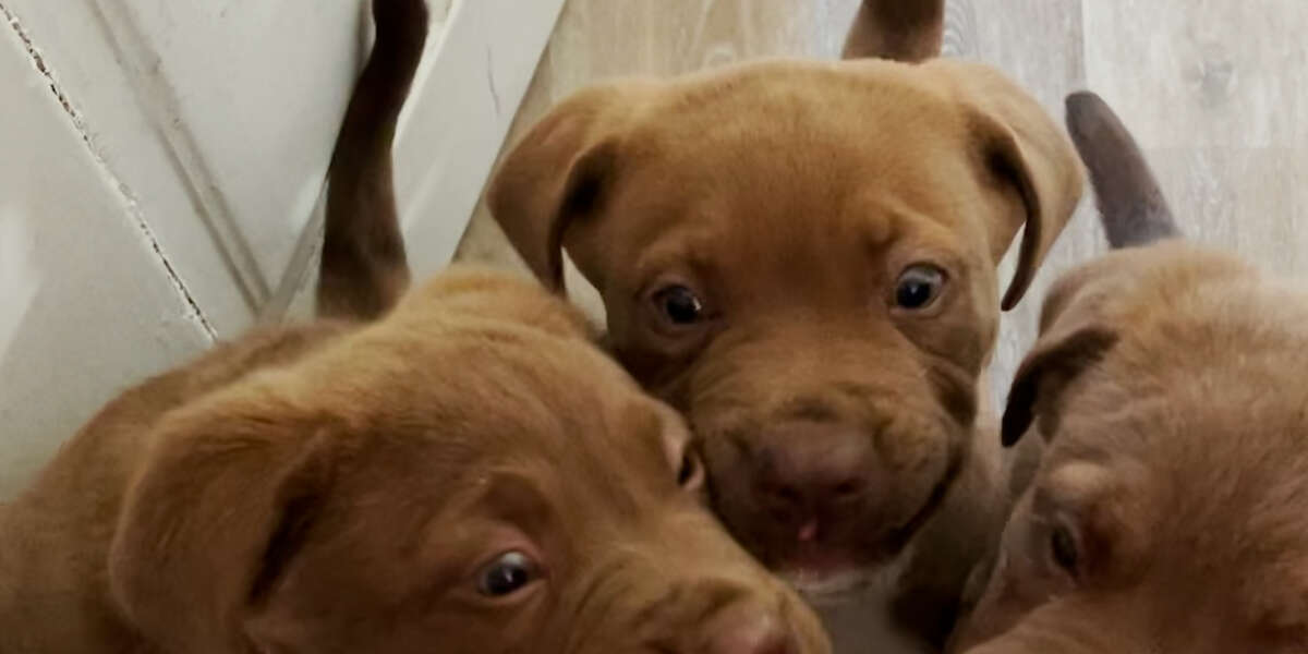 The 8 Rules To Fostering A Litter Of Tiny Puppies - Videos - The Dodo