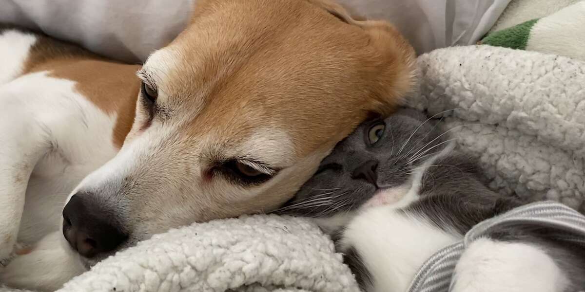 This Beagle Is Proof You Can Always Love Again - Videos - The Dodo