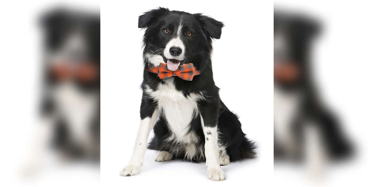 8 Best Dog Bow Ties On Amazon - DodoWell - The Dodo