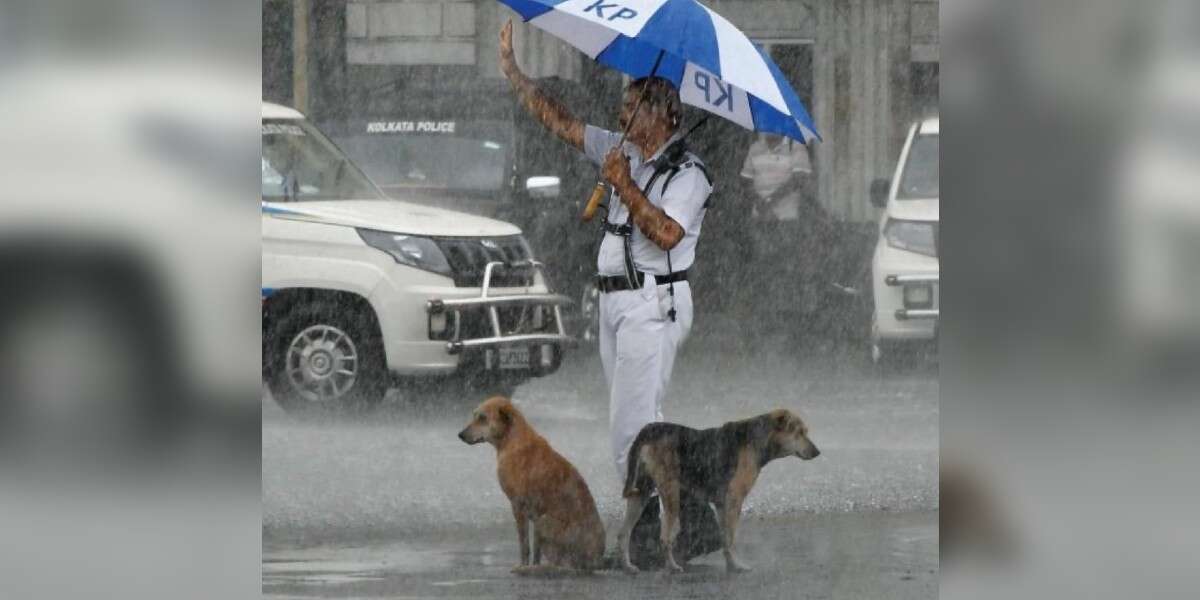 Cop Shares Umbrella With Stray Dogs During Heavy Rainstorm - The Dodo