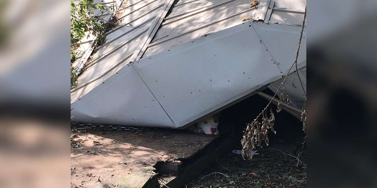 Dog Miraculously Survives Hurricane Ida Trapped Under Shed - The Dodo