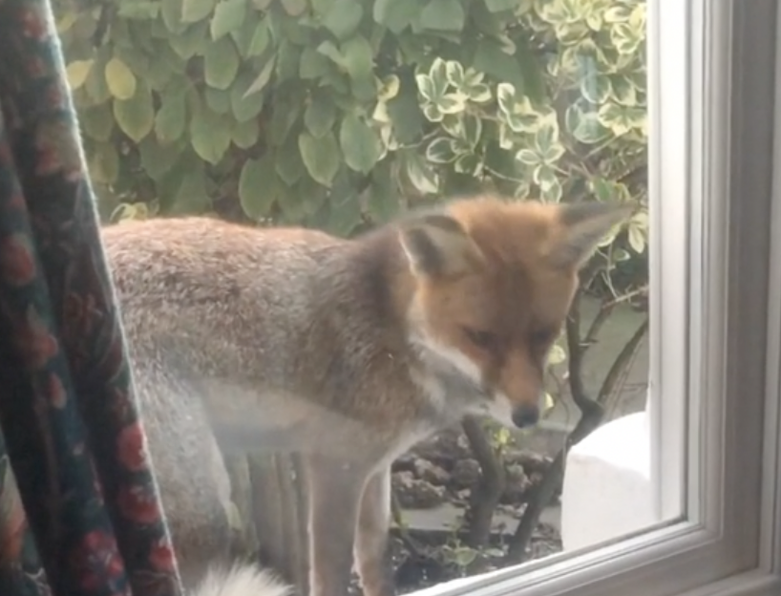 Wild Fox Befriends Little Kitten Through Window - The Dodo