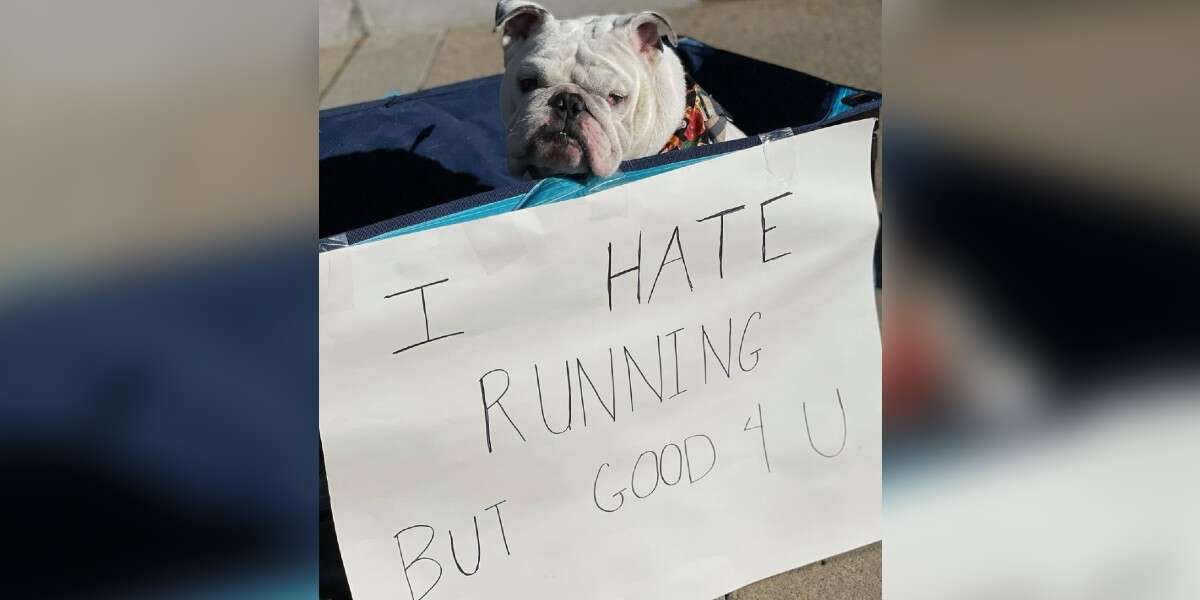 Dog Shows Up To Watch Race With Best Sign Ever - The Dodo
