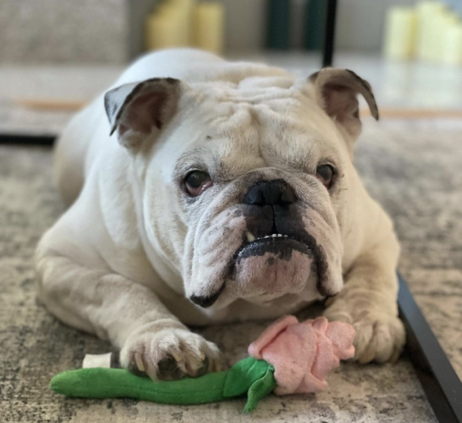 Dog Shows Up To Watch Race With Best Sign Ever - The Dodo