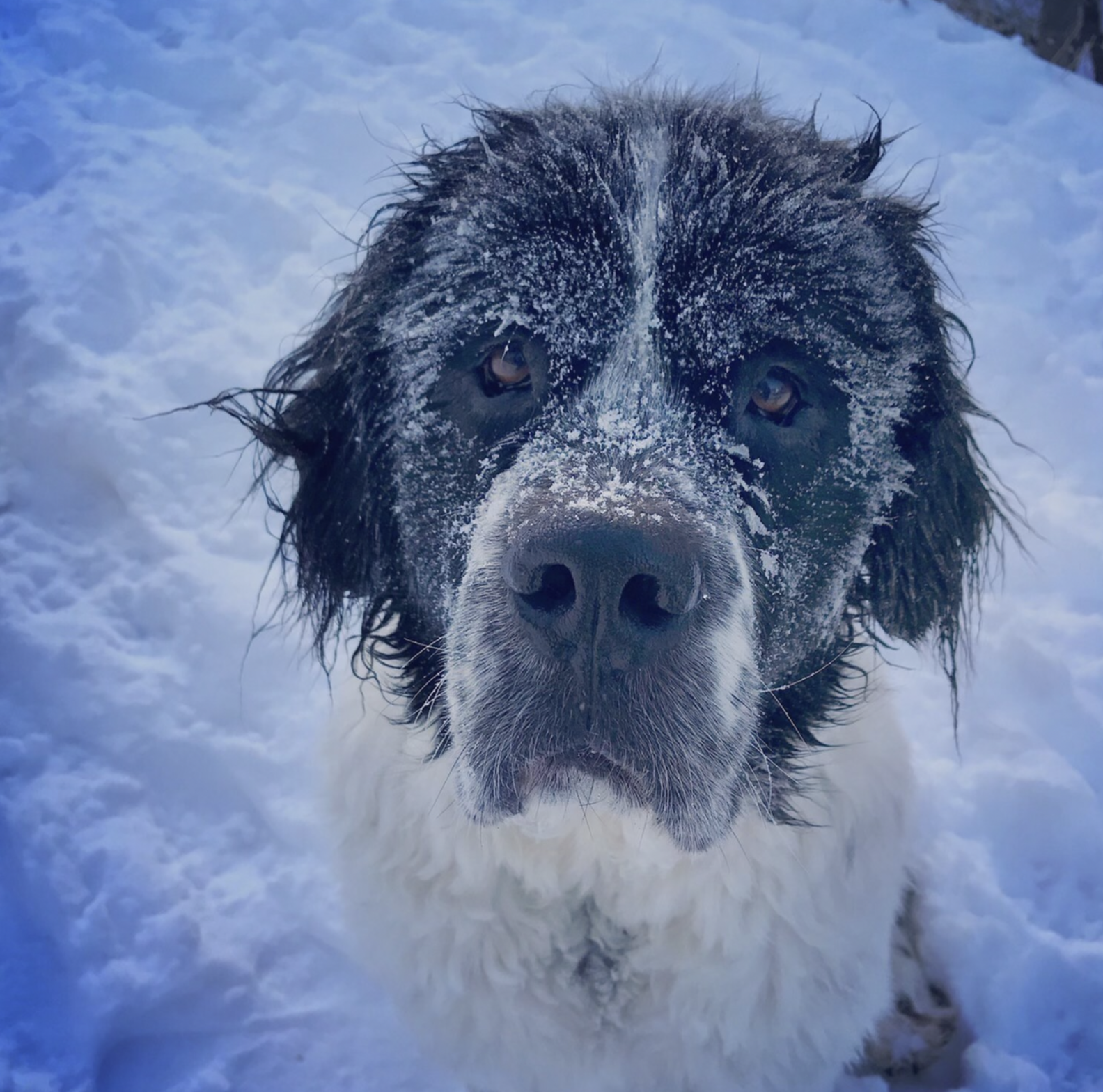 Dying Dog Gets A Special Mountain Of Snow In Her Yard - The Dodo