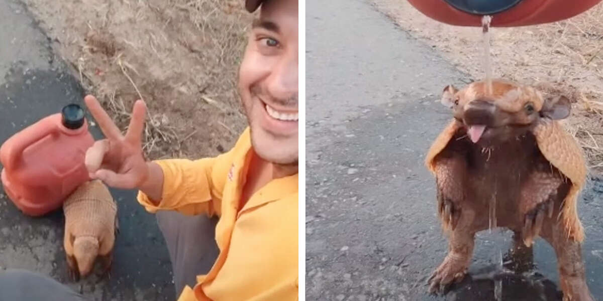 Motorcyclist Stops And Makes Friends With A Thirsty Armadillo - The Dodo