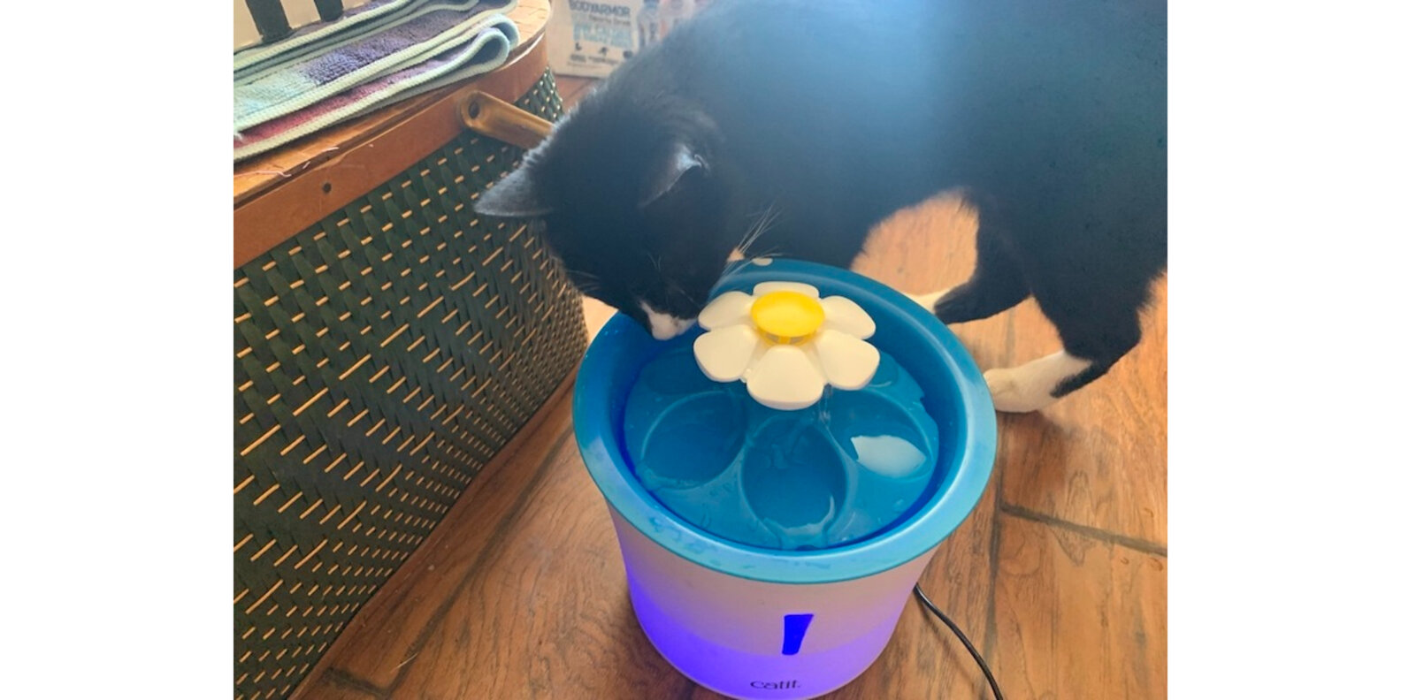 Catit LED Flower Fountain Reviews - Paw of Approval - The Dodo