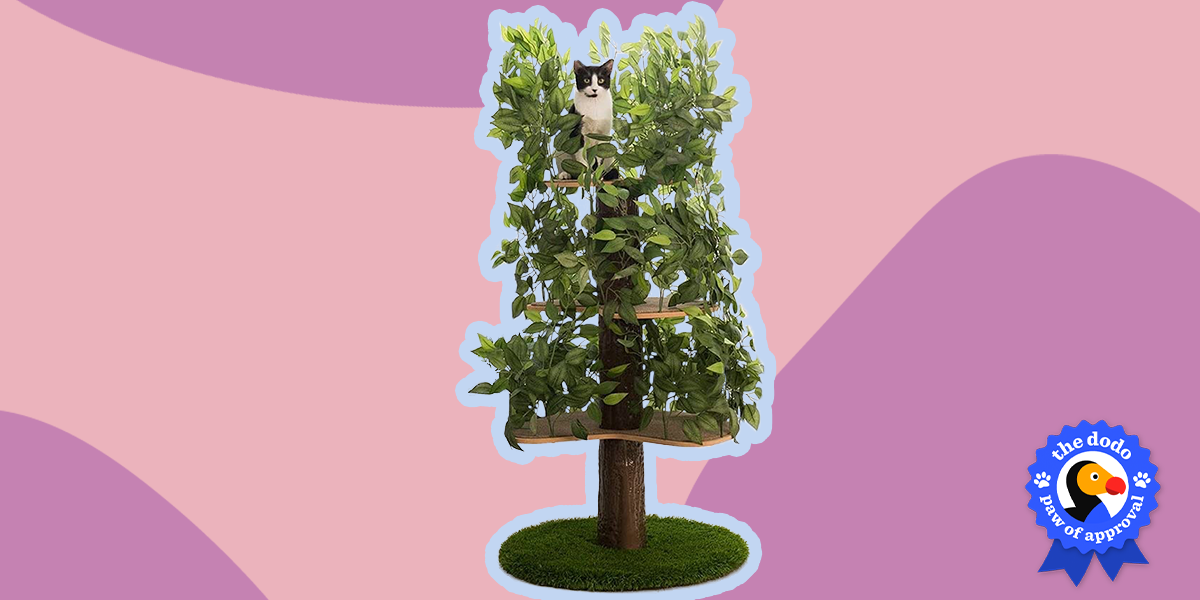 On2 Pets Review: Cat Tree With Leaves - Paw of Approval - The Dodo