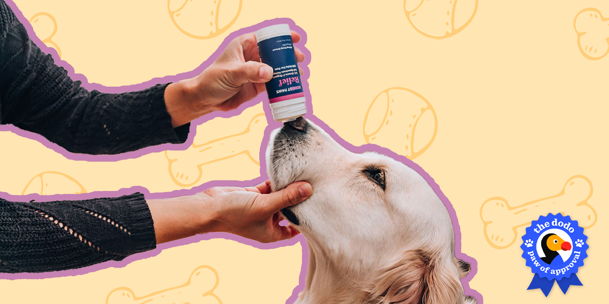 Honest Paws Relief Pet Balm With CBD Reviews - Paw of Approval - The Dodo
