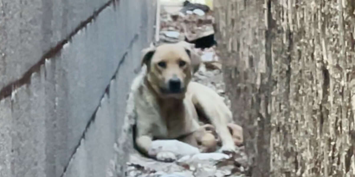 Mama Dog Gets Stuck In Between Buildings With All Her Babies - Videos ...
