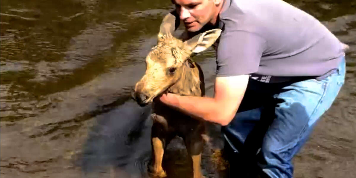 Man Jumps Into River To Help Baby Moose Get Across - Videos - The Dodo