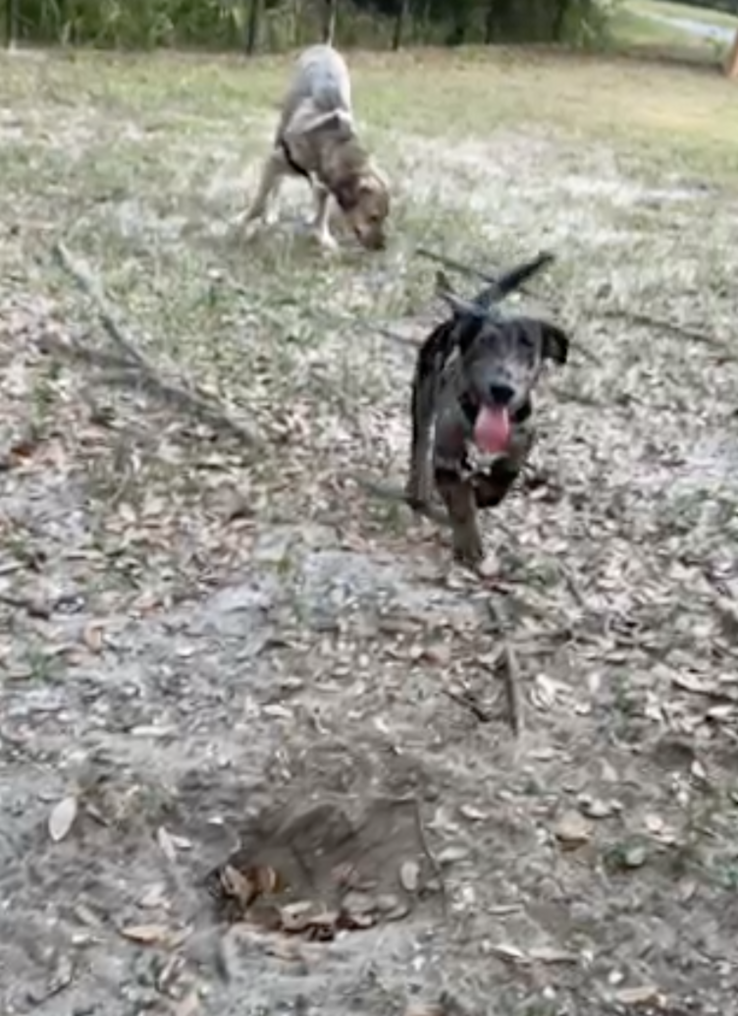Slow Motion Video Of Dog Missing Ball Is Absolutely Perfect - The Dodo