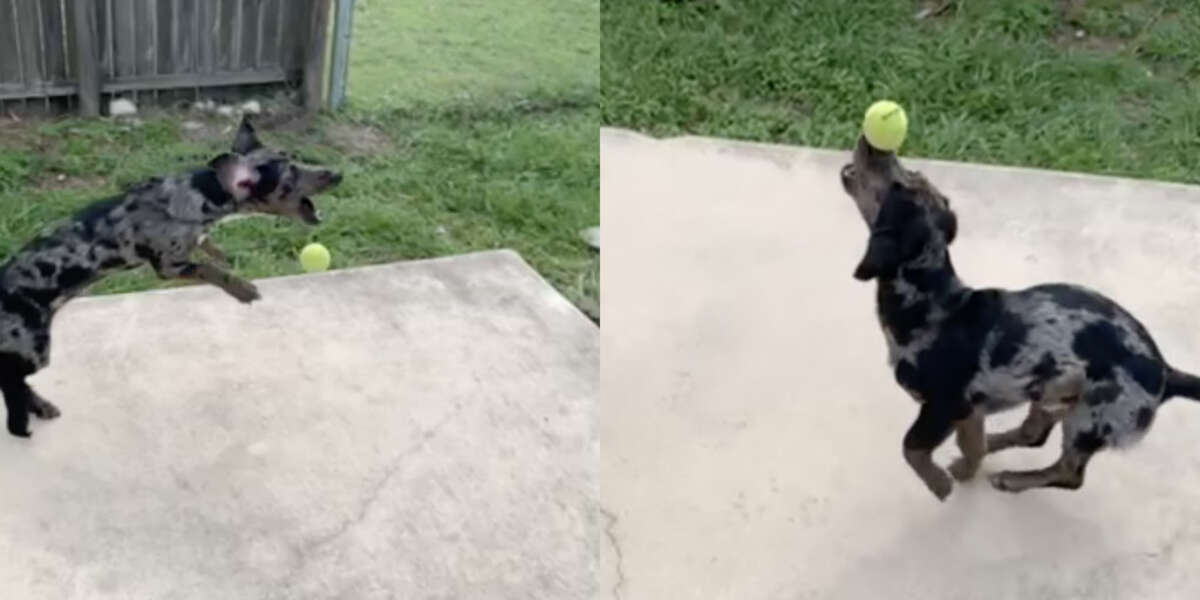Slow Motion Video Of Dog Missing Ball Is Absolutely Perfect - The Dodo