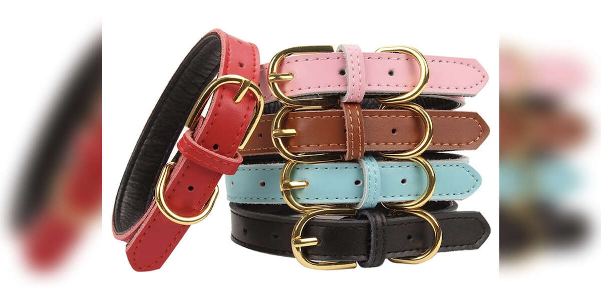11 Best Leather Dog Collars On Amazon - DodoWell - The Dodo