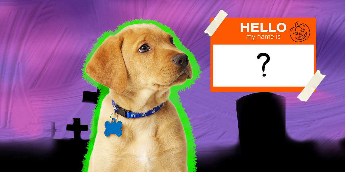 110+ Halloween Dog Names: Scary, Spooky And Sweet - DodoWell - The Dodo