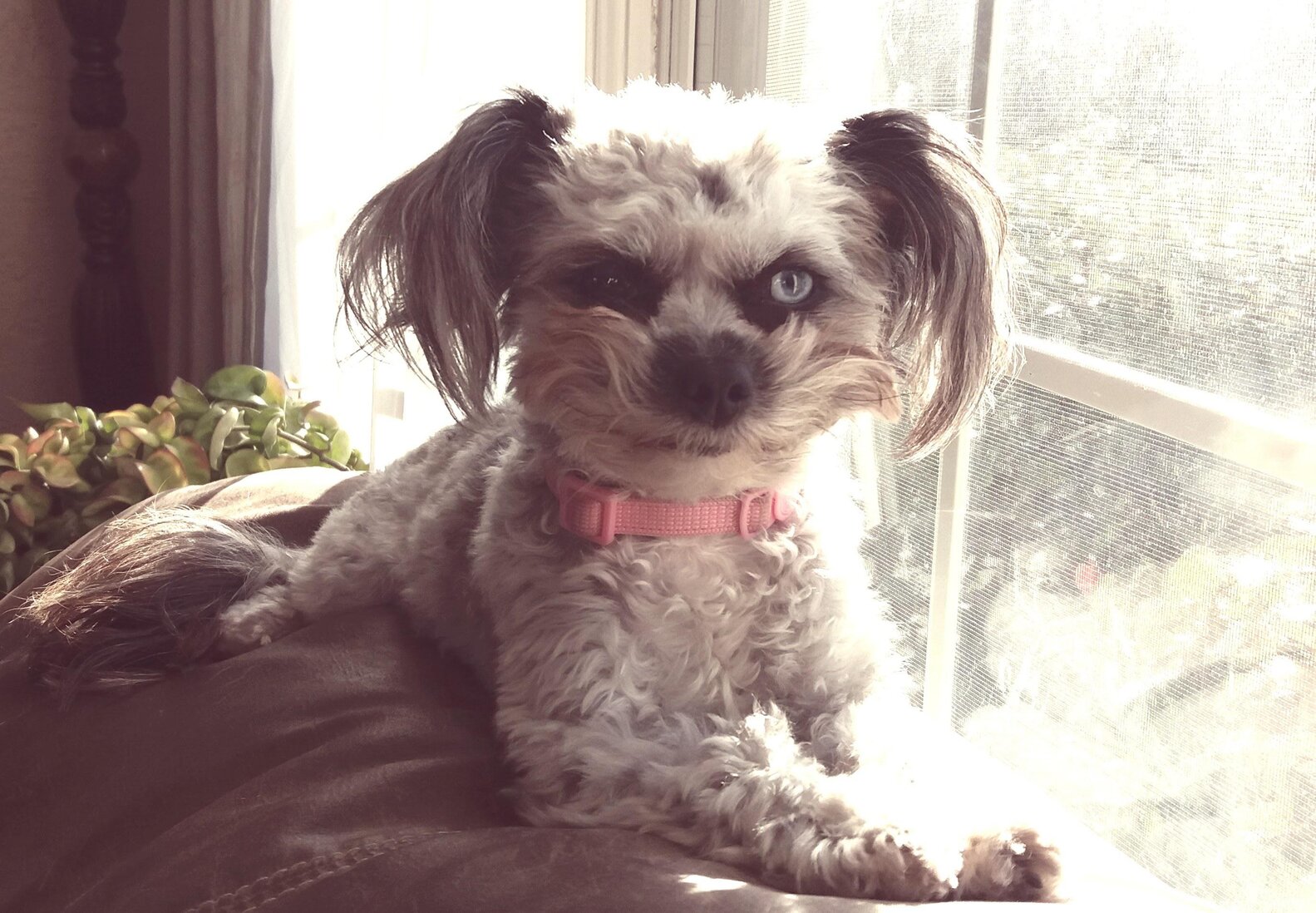 This Little Dog Peeking Over A Fence Is Making People Uncomfortable ...