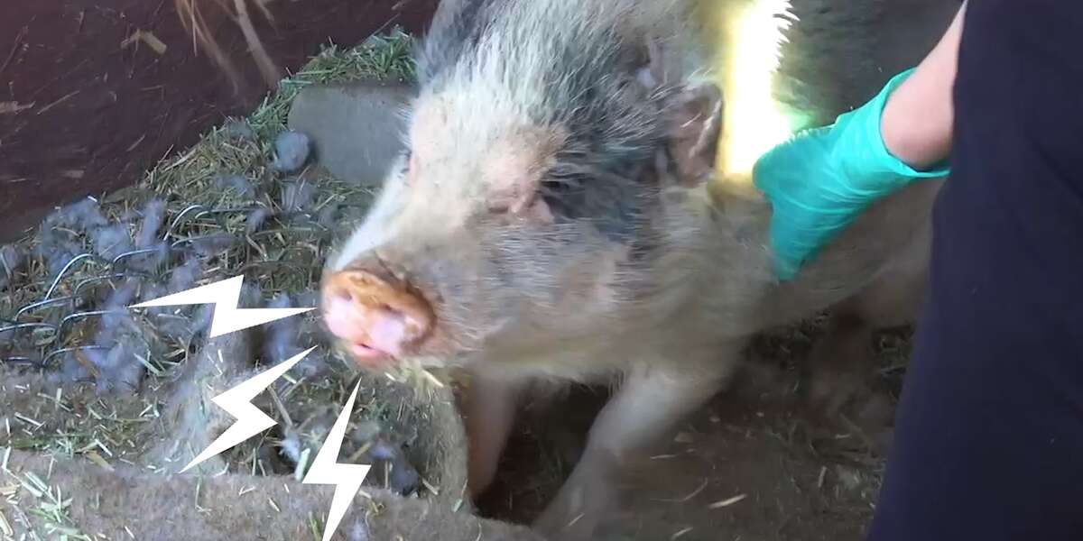 People Use This Pig’s Favorite Snacks To Rescue Him - Videos - The Dodo