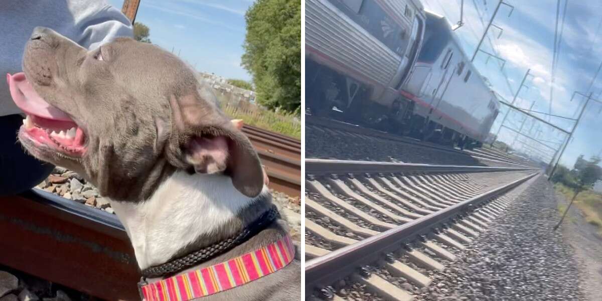 Stray Dog Pulled Off Railroad Tracks Seconds Before Train Comes - The Dodo