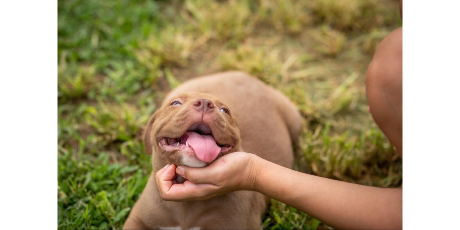 11 Pitbull Myths And Why They're Wrong - DodoWell - The Dodo