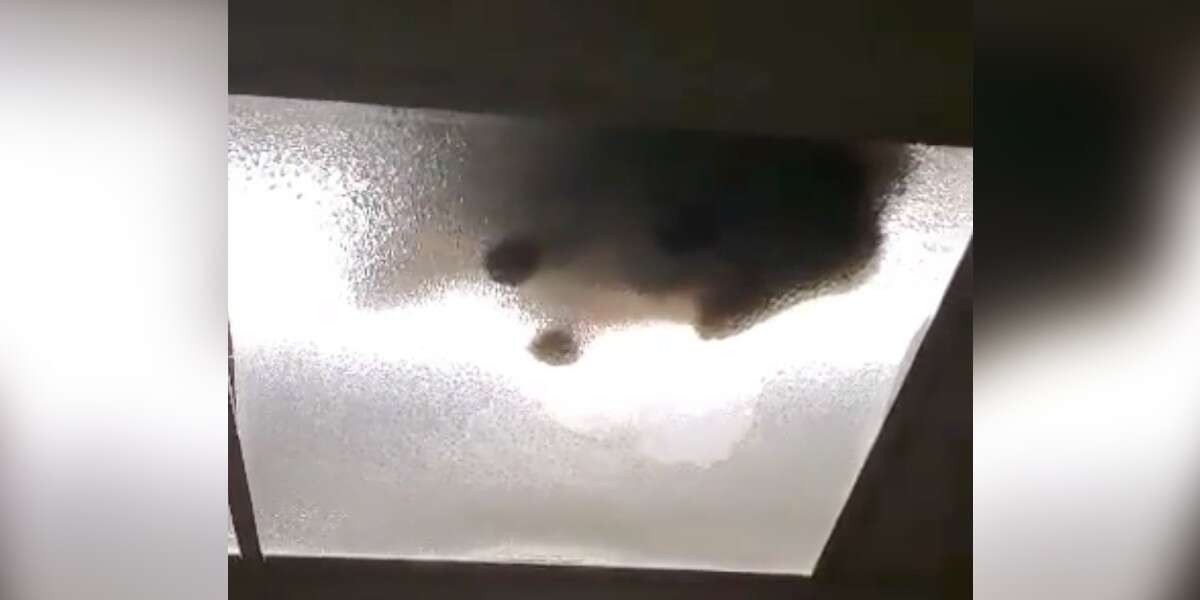 Woman Realizes Her Cat Is In The Ceiling - The Dodo