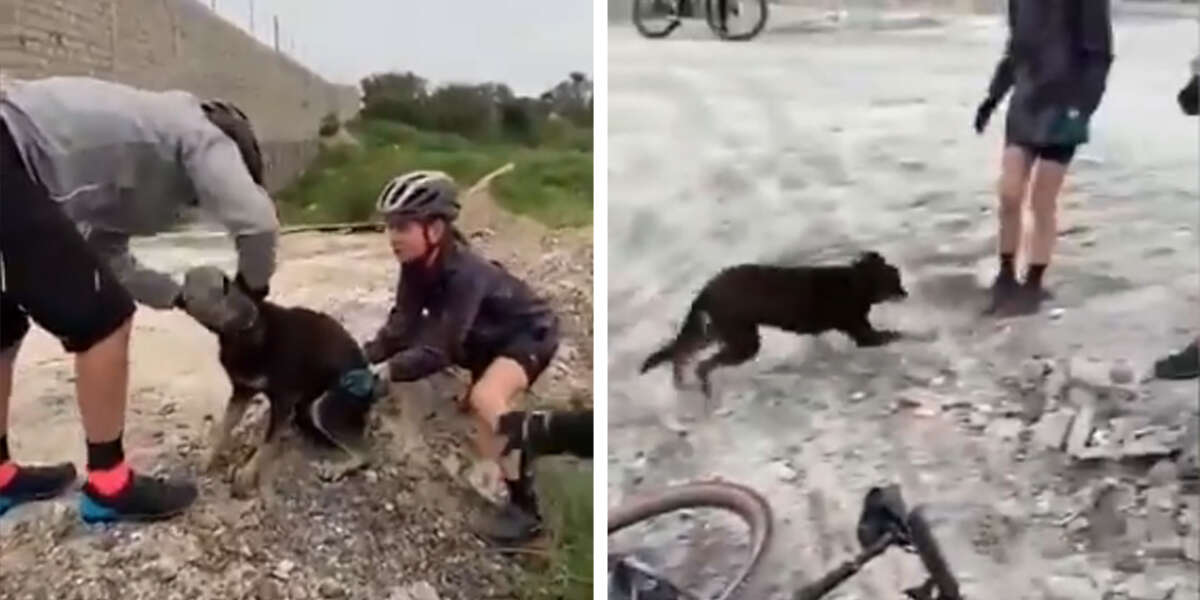 Dog With Head Stuck In Bottle Is So Happy People Saved Him - The Dodo