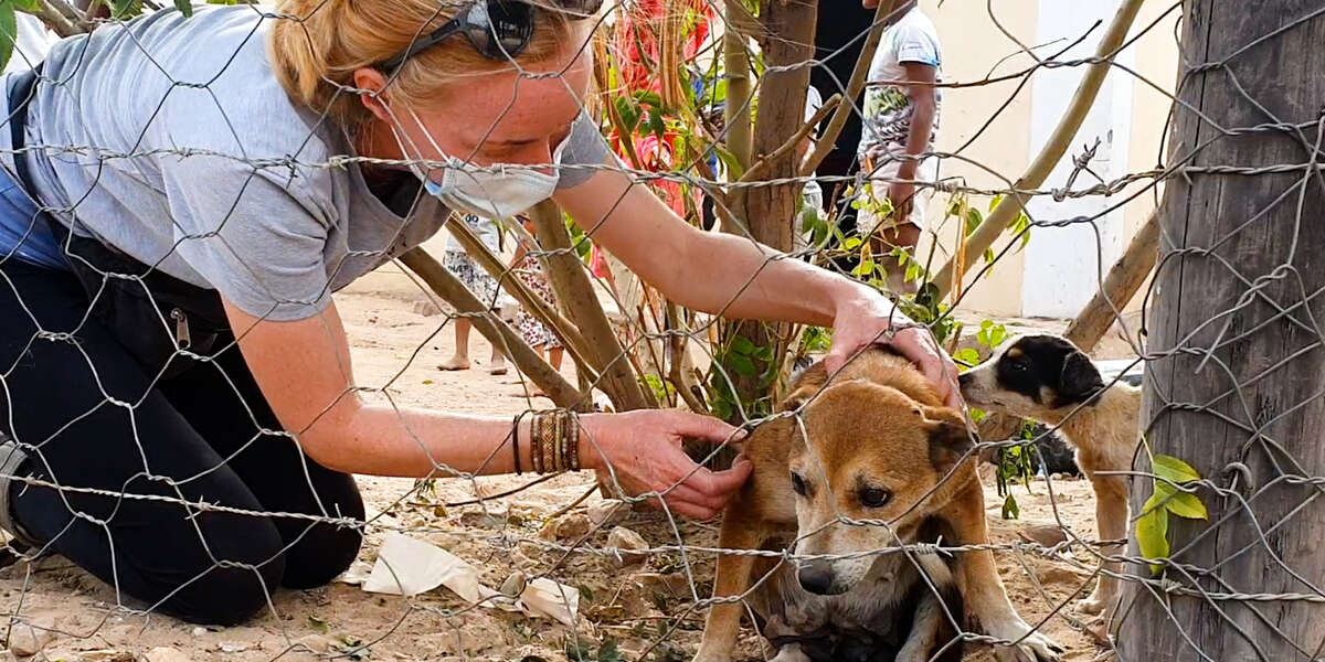 Stray Senior Dog Stayed Under A Tree To Hide From Humans - Videos - The ...