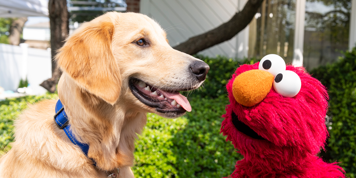 Elmo Helps The Most Energetic Dog In The Shelter Find The Perfect ...