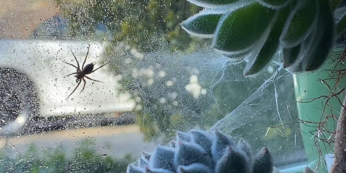 Woman Terrified Of Spiders Lets One Move Into Her Houseplant - Videos ...