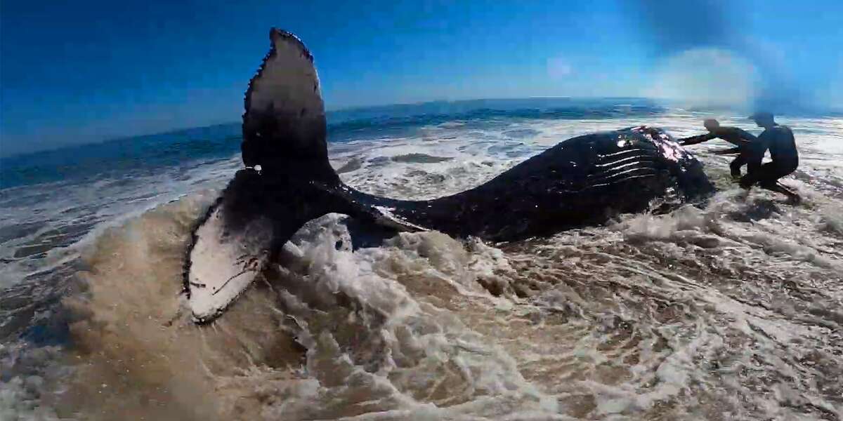 People Work For Four Hours To Roll Humpback Whale Back Into The Ocean ...